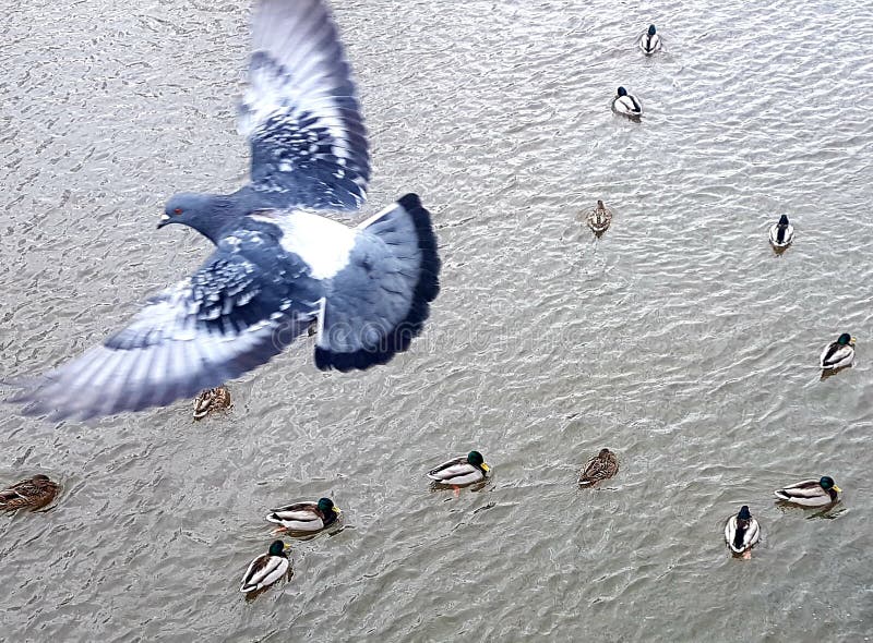 335 Flying Bird Top View Flight Wings Stock Photos - Free & Royalty ...