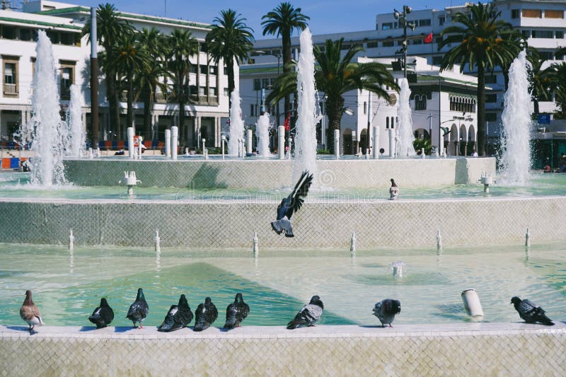 Pigeon Flys Off from Group on the Edge of a Water Fountain. Stock Photo ...
