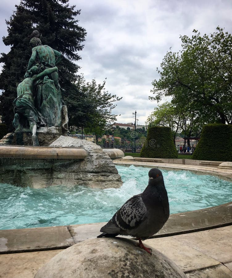 Pigeon editorial stock photo. Image of relax, nature - 114136048