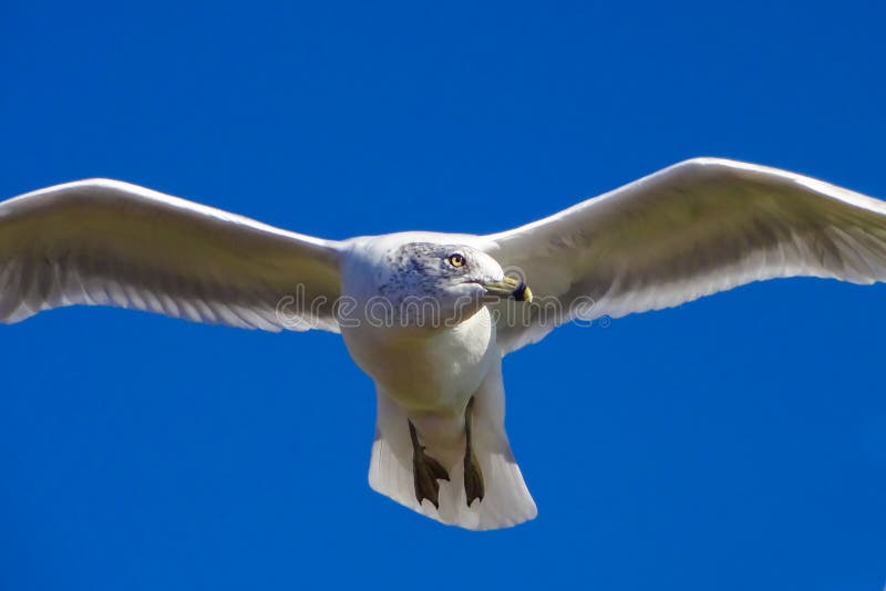 Pigeon Gliding Flying in Front of Deep Blue Sky Liberty Island Stock ...