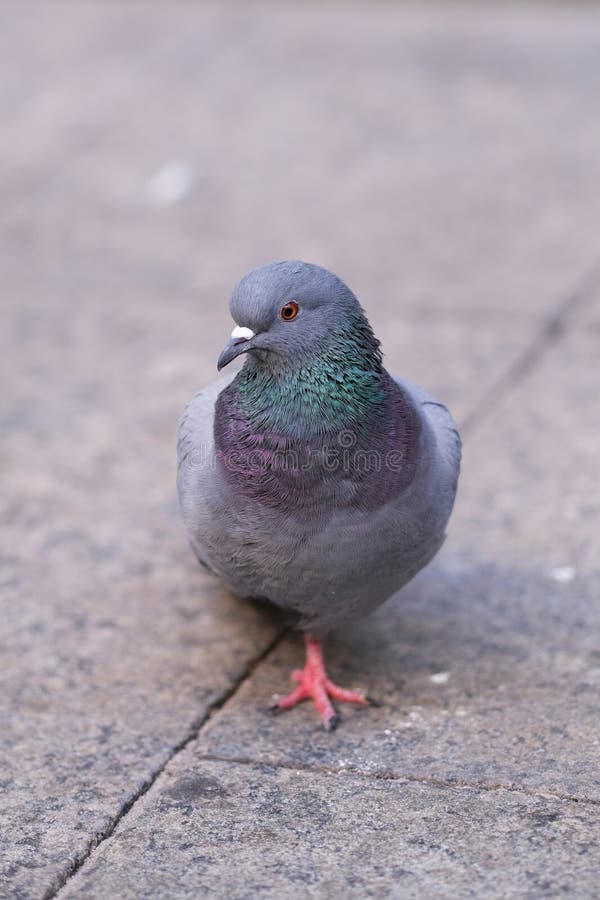 Pigeon stock image. Image of portrait, street, walking - 368737931