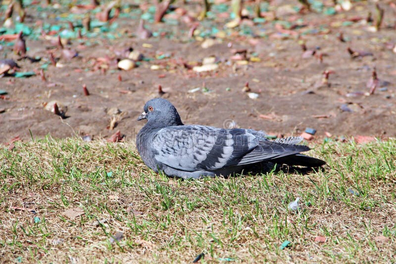 Pigeon on the ground stock photo. Image of garden, sunbright - 94369110