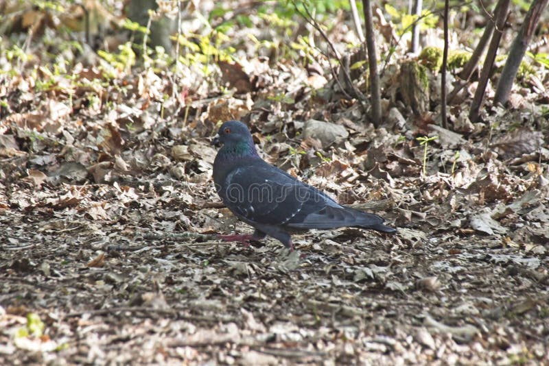 Pigeon on the ground stock photo. Image of city, animal - 230164824