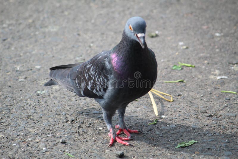 Pigeon on the ground stock photo. Image of birds, feather - 222606858