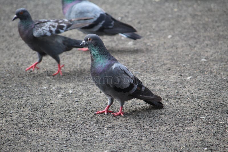 Pigeon on the ground stock image. Image of gray, green - 222608689