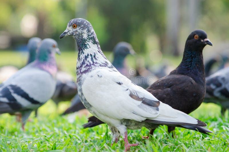 Pigeon group stock photo. Image of group, eating, closeup - 57892932