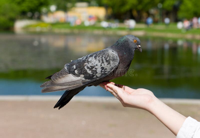 The pigeon on a hand stock image. Image of water, sitting - 16835051