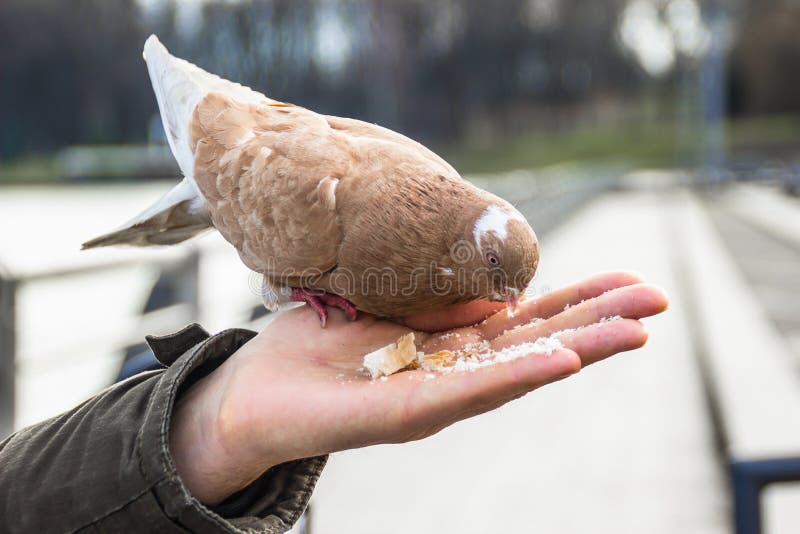 Pigeon on the hand stock photo. Image of white, beak - 65480924