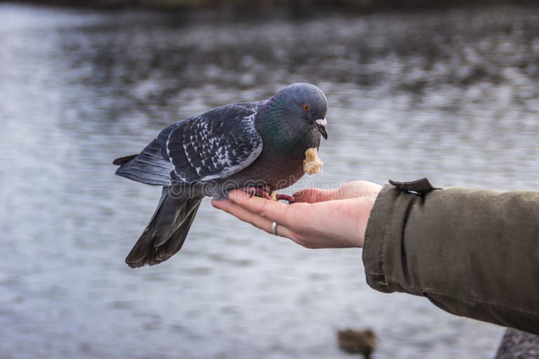 X22 Pinion Stock Photos - Free & Royalty-Free Stock Photos from Dreamstime