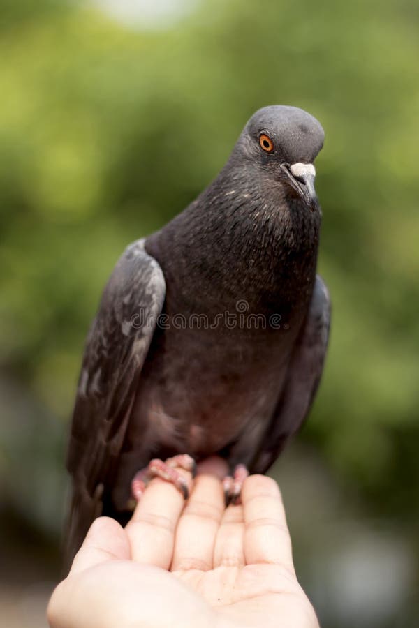 Pigeon on the hand stock photo. Image of friend, feed - 37045206