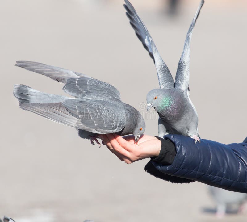 Pigeon on the Hand on Nature Stock Photo - Image of feeding, grey ...
