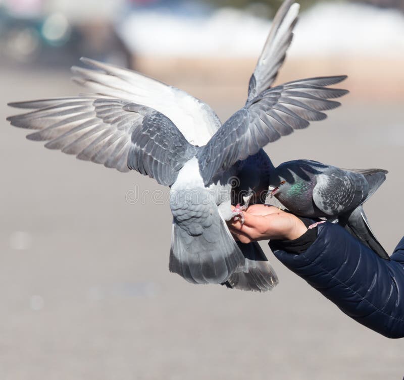Pigeon on the Hand on Nature Stock Image - Image of street, zoology ...