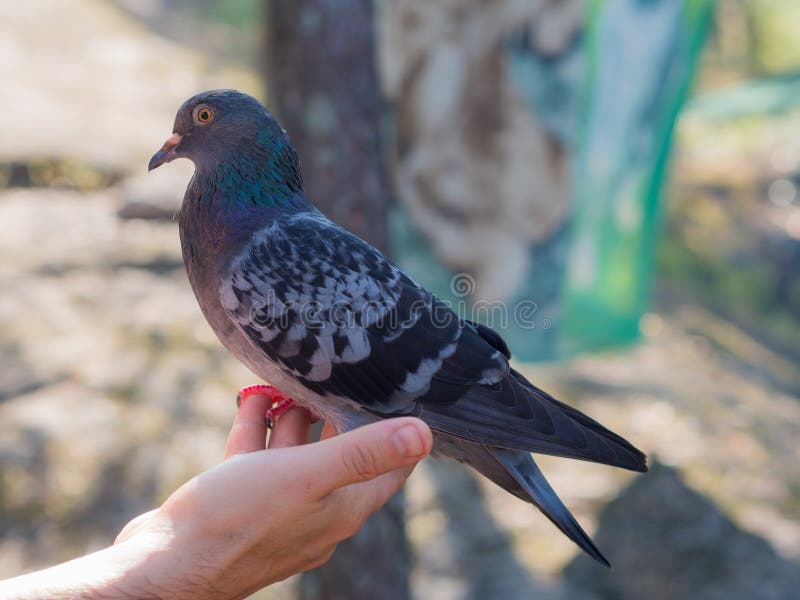 Pigeon in hand stock image. Image of bird, flight, animal - 5763063