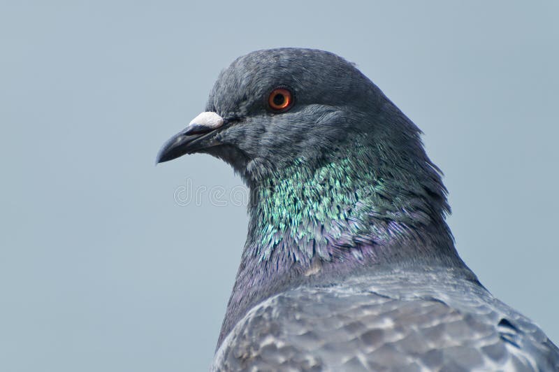 Pigeon head stock photo. Image of wildlife, silhouette - 13824144