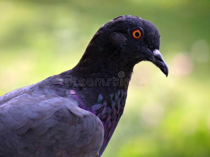 Pigeon head stock photo. Image of wild, side, profile - 73966160