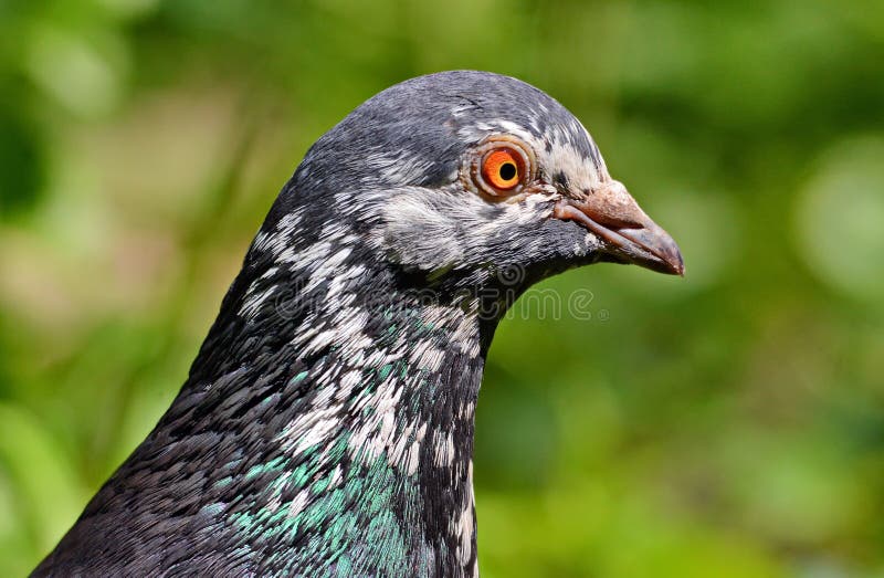 Pigeon head stock photo. Image of outdoors, dove, feathers - 70829082