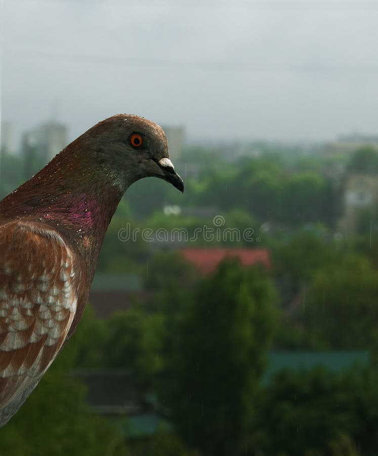 Pigeon Hiding Rain Stock Photos - Free & Royalty-Free Stock Photos from ...