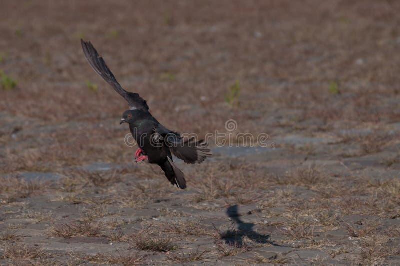 Pigeon and his shadow stock image. Image of bird, daylight - 45913769