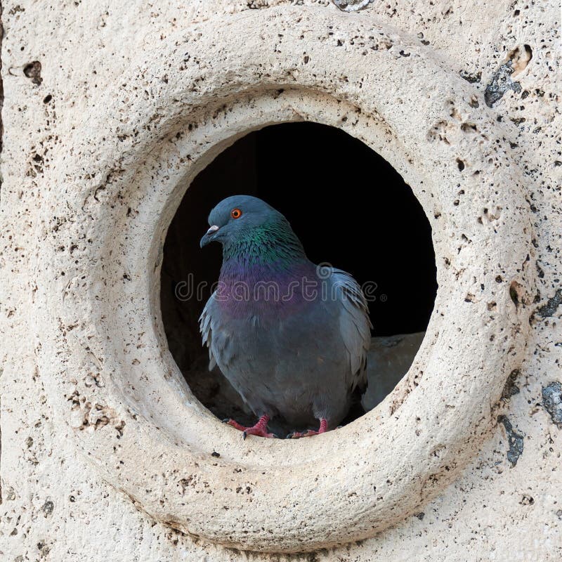 Pigeon in circle stock image. Image of round, animal - 267984703