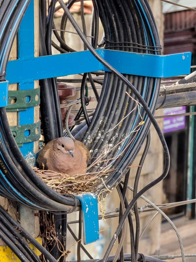Pigeon with Its Nest in the Middle of Cables Stock Photo - Image of ...