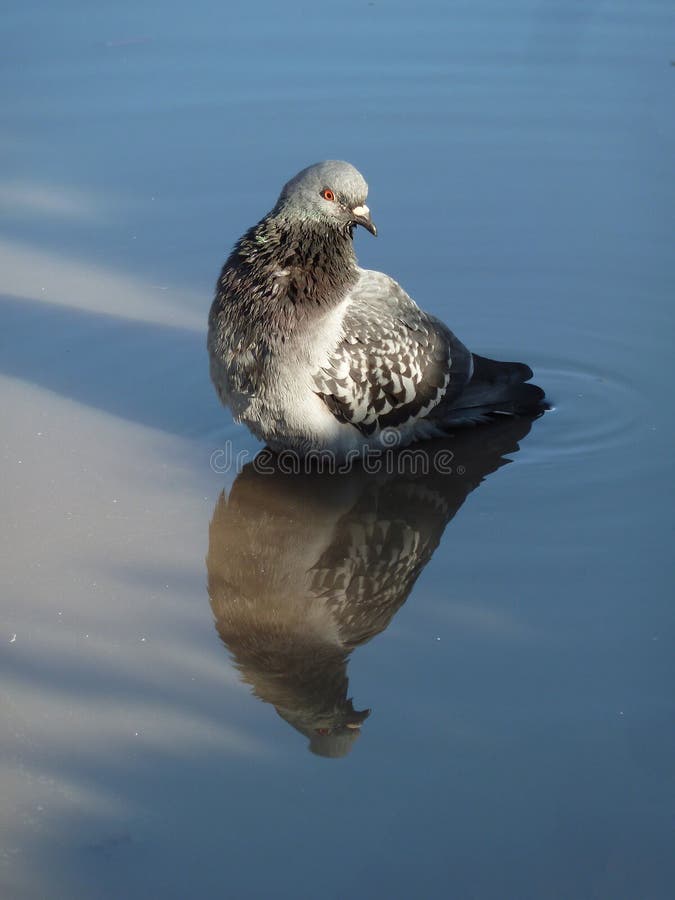 Pigeon and Its Reflection in Puddle Stock Photo - Image of animal ...