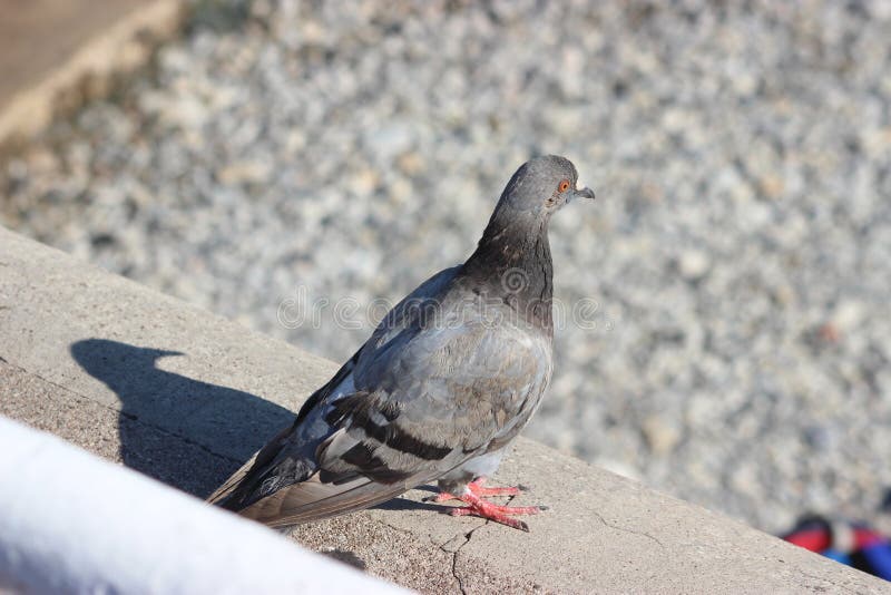 Pigeon and Its Shadow on the Sidewalk Stock Photo - Image of gray ...
