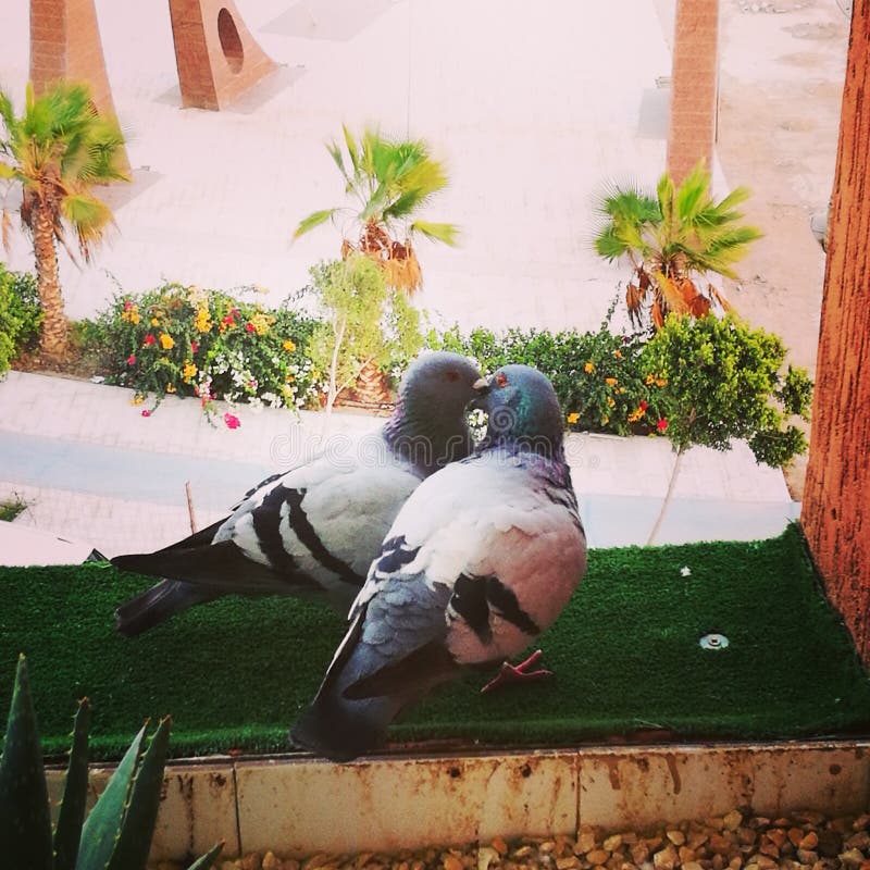 Two Pigeon Kissing Each Other, Romantic Concept Stock Photo - Image of ...