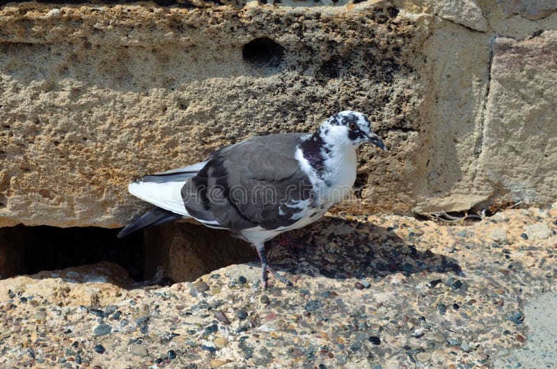 Pigeon. Kolossi Castle stock photo. Image of defensive - 33800230