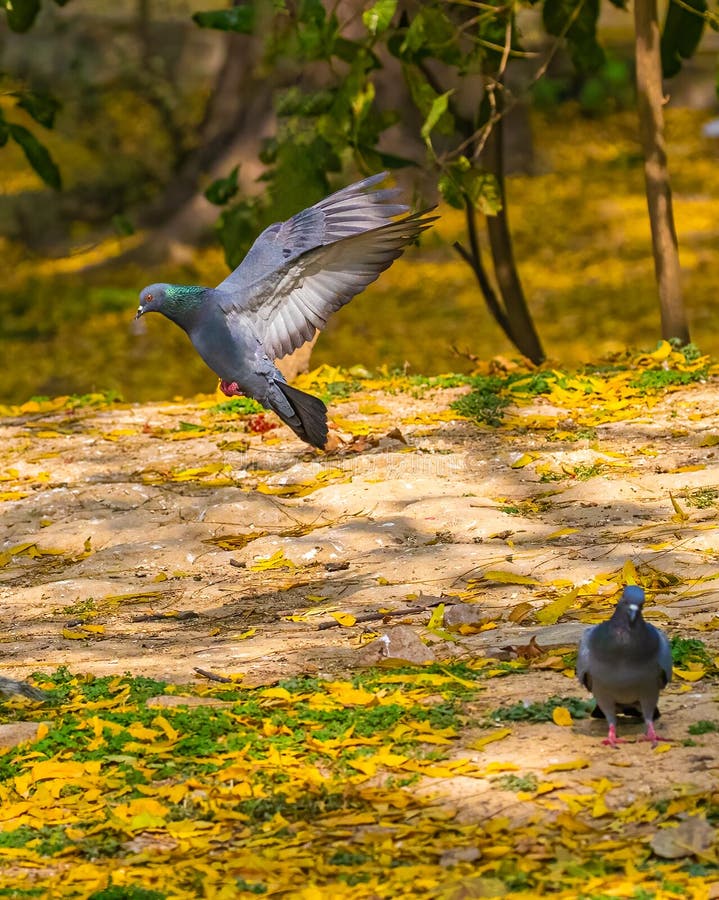 A Pigeon landing stock image. Image of dove, grey, beak - 314578741