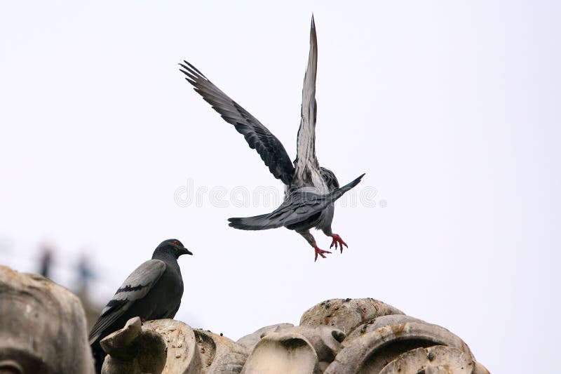 Pigeon Lands on the Statue from the Back Stock Image - Image of feather ...