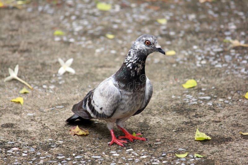 Pigeon stock photo. Image of wild, flying, poultry, ground - 31718340