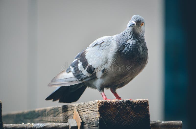 Pigeon looking at camera stock photo. Image of park, peace - 74083034