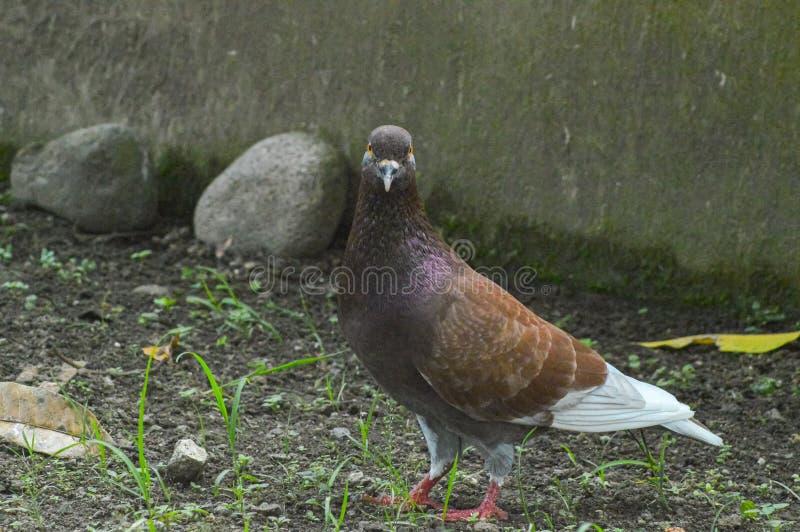 Pigeon looking at camera stock image. Image of doves - 318744637