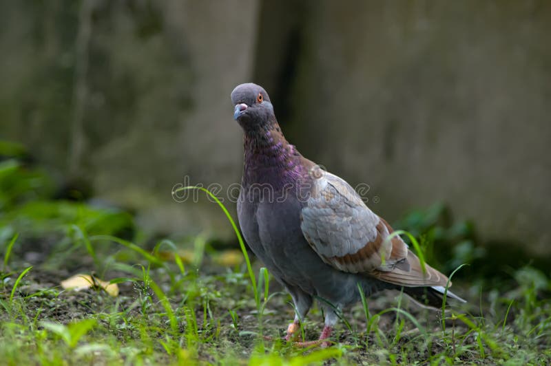 Pigeon looking at camera stock photo. Image of animals - 318746728