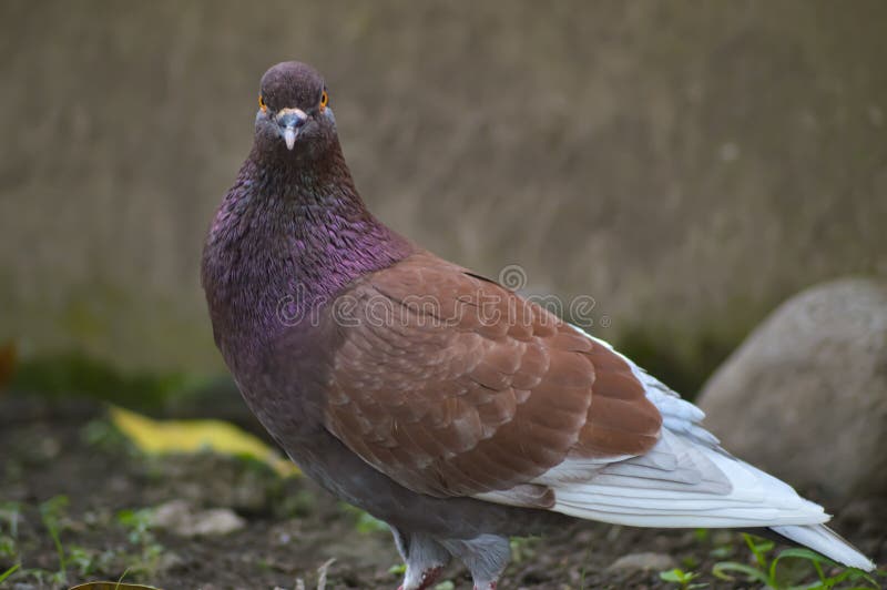 Pigeon looking at camera stock photo. Image of park - 318747010