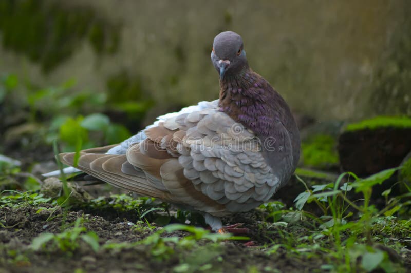 Pigeon looking at camera stock photo. Image of brown - 318747466