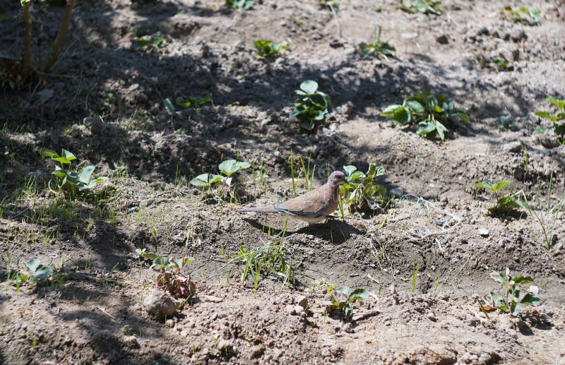 A pigeon is on the ground stock photo. Image of beautiful - 280386060