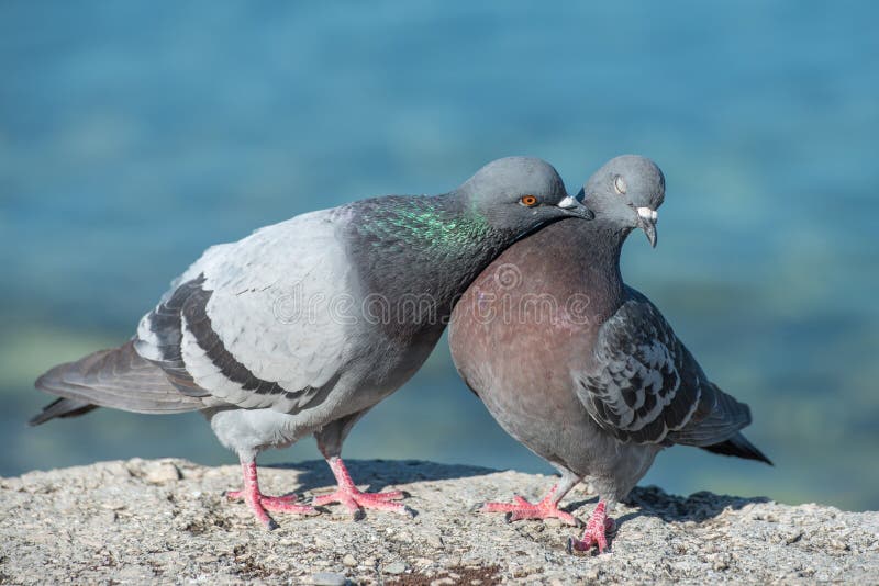 Pigeon courtship stock image. Image of bird, rock, pigeon - 62806847