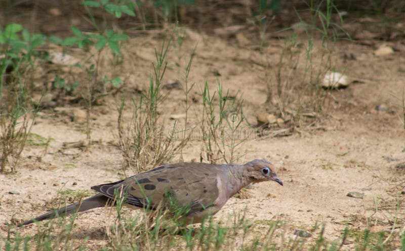 Lurches Stock Photos - Free & Royalty-Free Stock Photos from Dreamstime