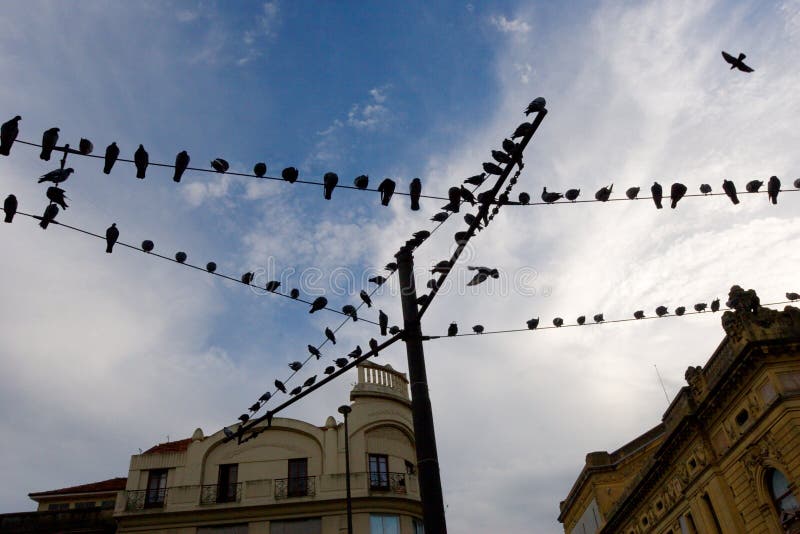 Pigeon mail stock image. Image of cloudscape, post, power - 1665365