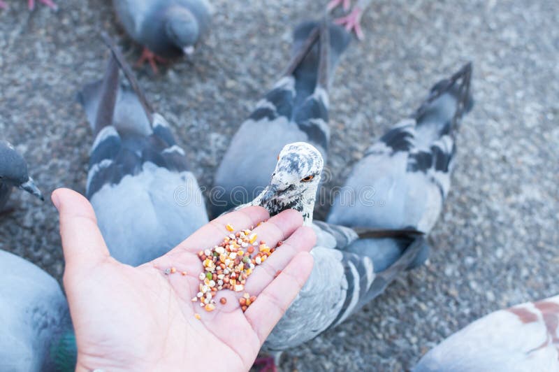 Pigeon Manger De La Main De Femme Sur Les Pigeons D'alimentation Du ...