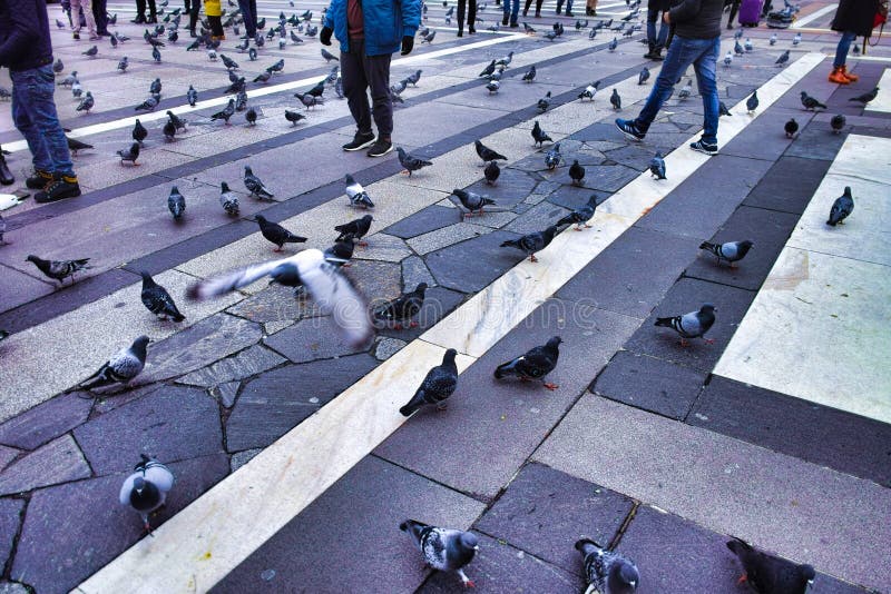 Pigeon in Milan Square in Front Duome of Milan Stock Image - Image of ...