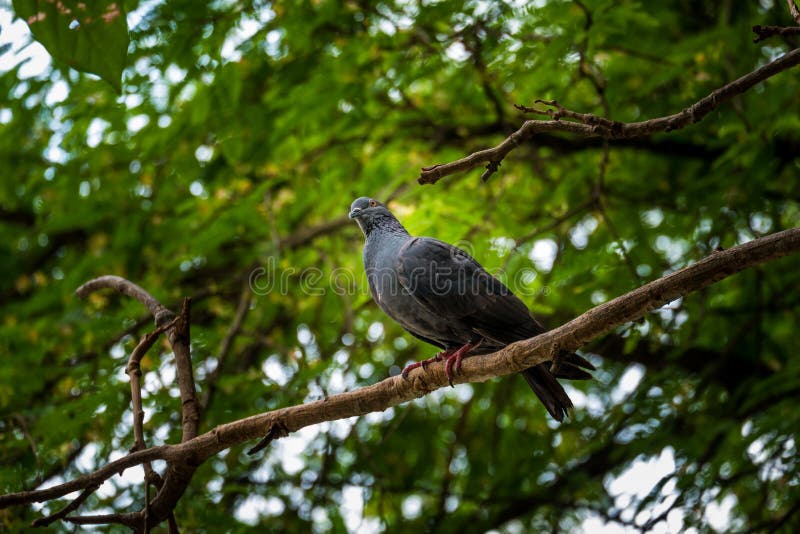 Pigeon in nature stock photo. Image of open, beautiful - 40807192