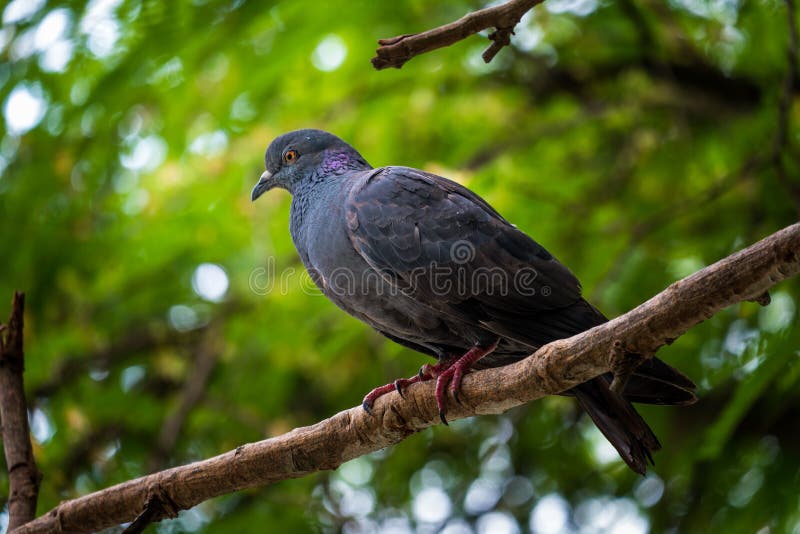 Pigeon in nature stock photo. Image of outdoors, pigeon - 40807204