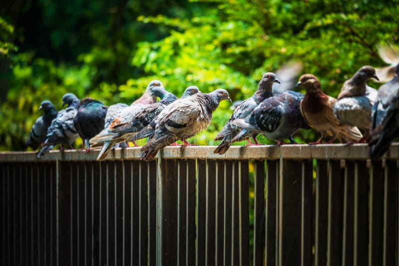 Pigeon in nature stock photo. Image of little, alone - 40895200