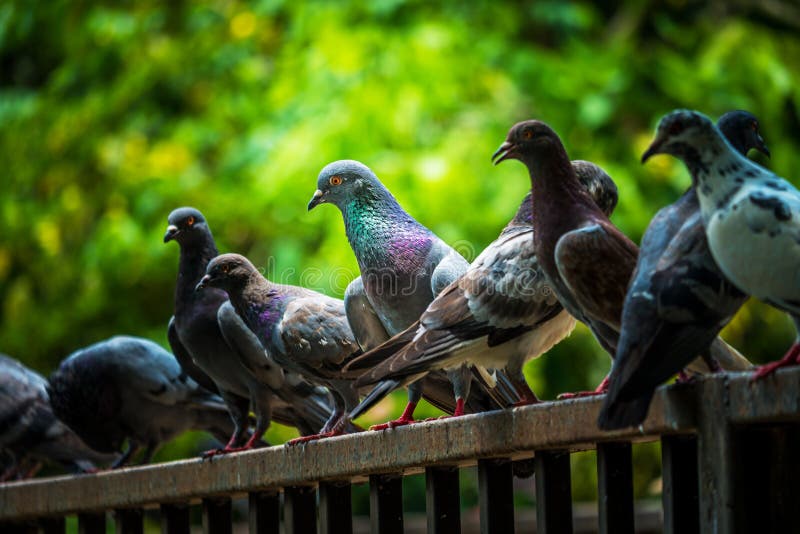 Pigeon in nature stock image. Image of country, birds - 40895235