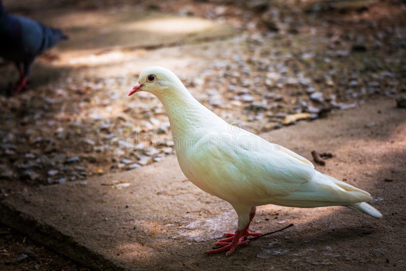 Pigeon in nature stock image. Image of beauty, asian - 40895241