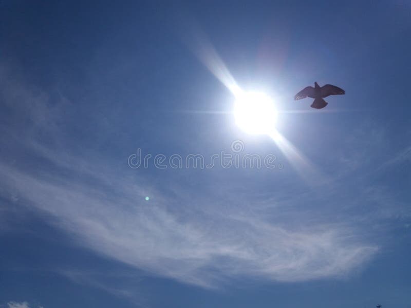 Pigeon near the Sun stock image. Image of wings, flying - 92693759