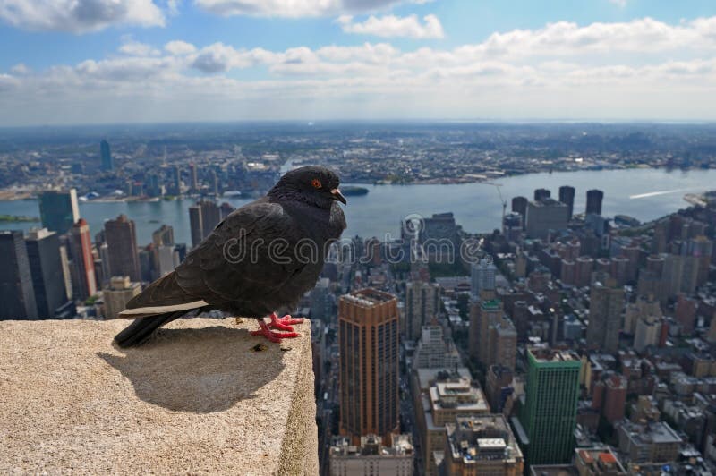 Pigeon and New York City stock photo. Image of dove, pigeon - 7430066