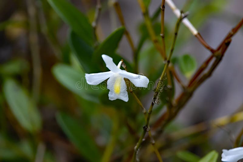 Pigeon Orchid, Dendrobium Crumenatum Stock Photo - Image of green, tree ...
